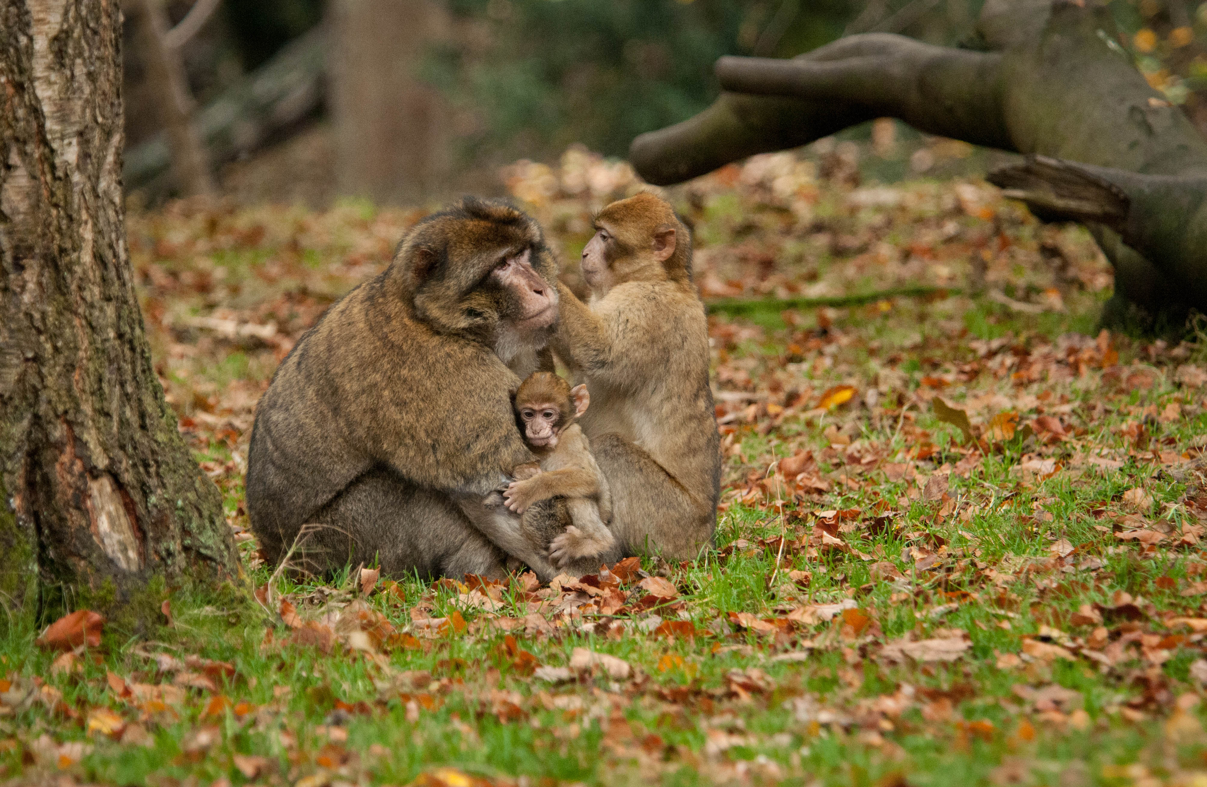 #EnjoyStaffsSafely this autumn at Trentham Monkey Forest - Stoke on ...